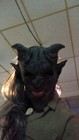 GARGOYLE LATEX MASK DEMON DEVIL SPECIAL EFFECT PROSTHETIC MONSTER ...